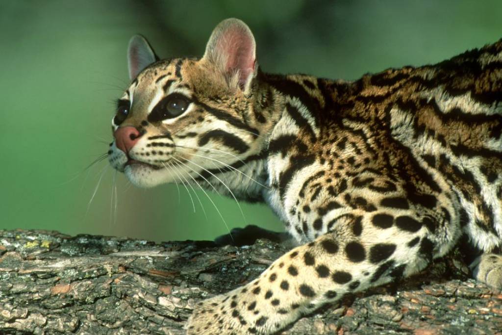 Avistamiento único: Ocelotes en la selva de Calakmul - El Momento Campeche