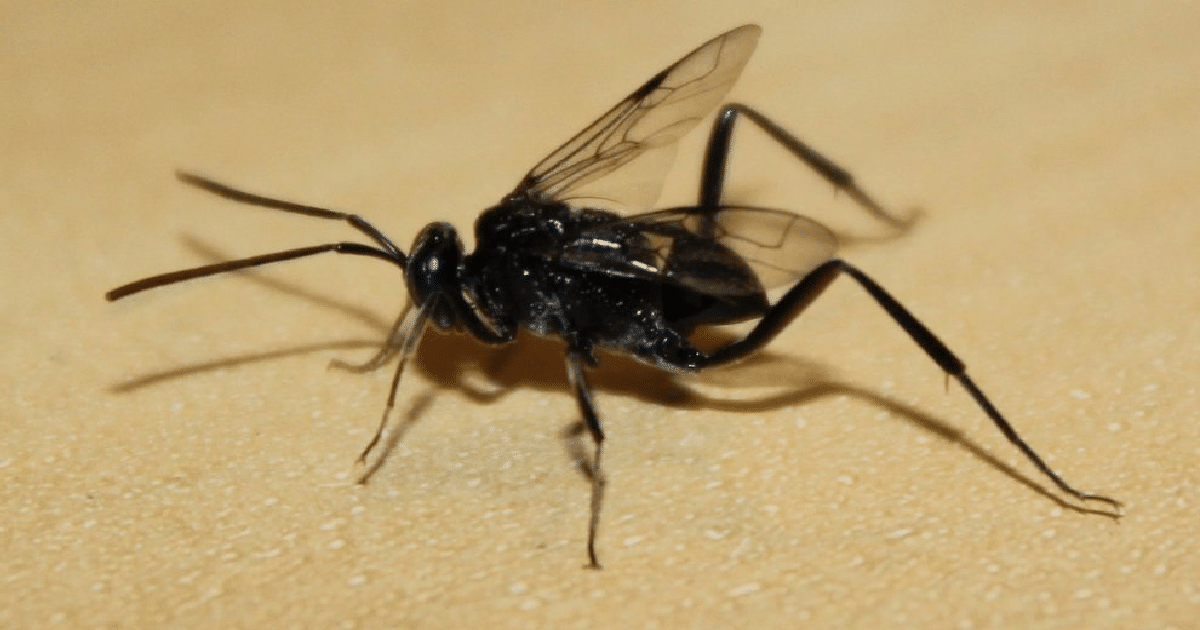 Evania appendigaster: la avispa que protege tu hogar de cucarachas