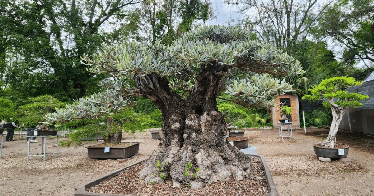 John Naka, el museo donde el bonsái se encuentra con la cultura mexicana