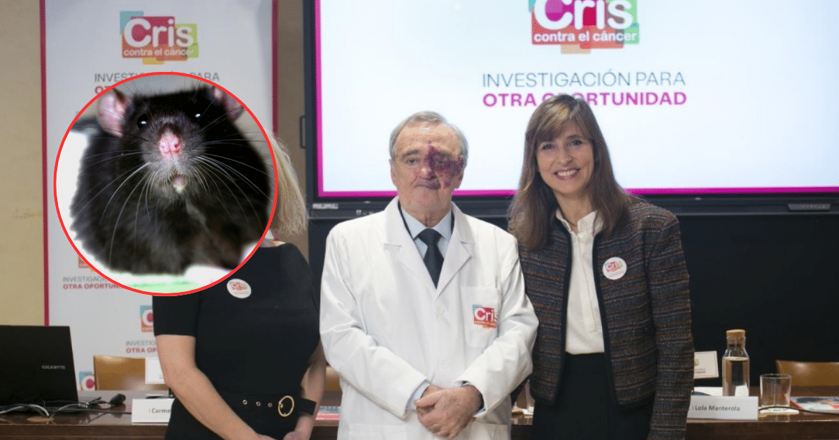 Científicos españoles logran eliminar el cáncer de páncreas en ratones ...
